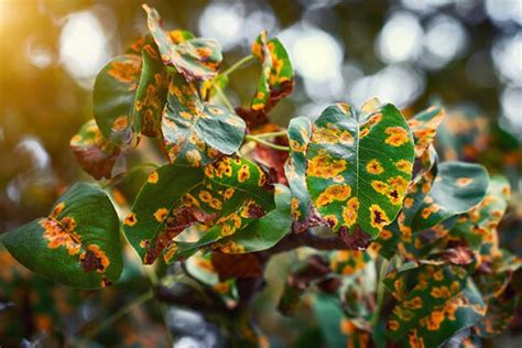 Plant Diagnostics Ngaio Diagnostics