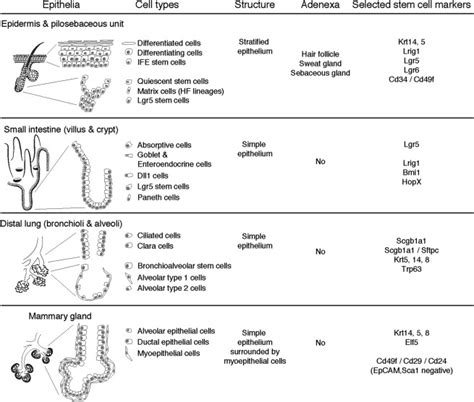 Stem Cell Heterogeneity And Plasticity In Epithelia Cell Stem Cell