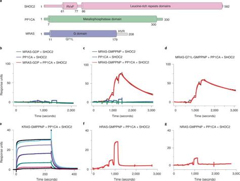 Uwe Roder On Linkedin Structure Of The Shoc2 Mras Pp1c Complex Provides Insights Into Raf…