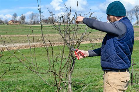 Spring Formative Pruning Of The Tree And Formation Of The Tree Crown