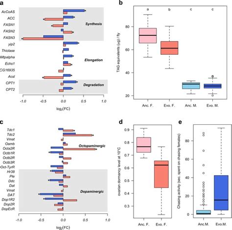 Rapid Sex Specific Adaptation To High Temperature In Drosophila ELife