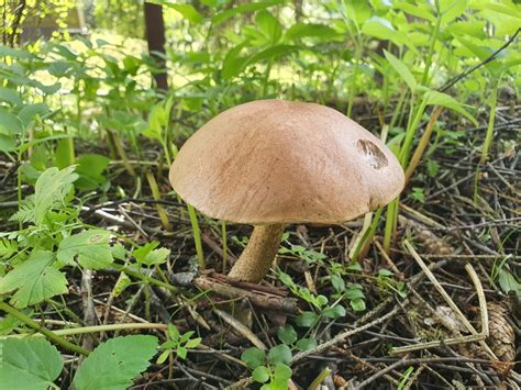 Подберёзовик (Leccinum scabrum) фото и описание