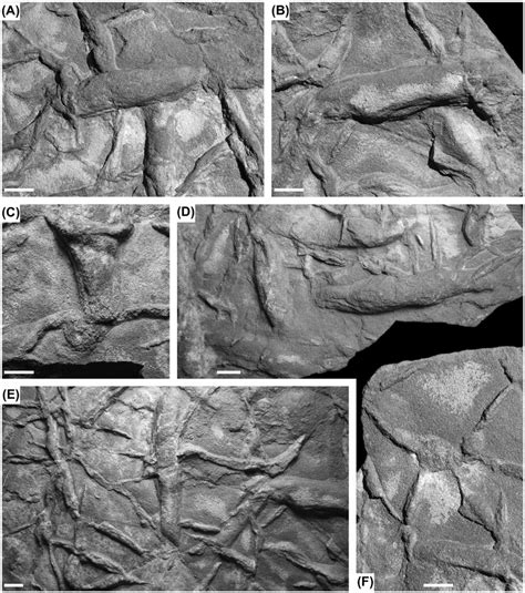 Views Of Selected Teichichnus Isp From Trace Fossil Bearing Slab See