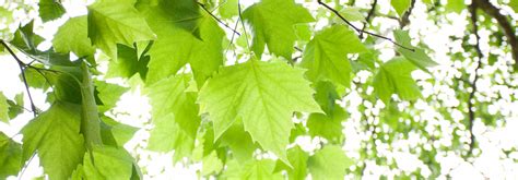 Tree Identification Guide How To Identify Sycamore Tree Davey Tree