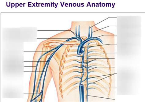 Upper Extremity Venous Anatomy Labeled Diagram Quizlet