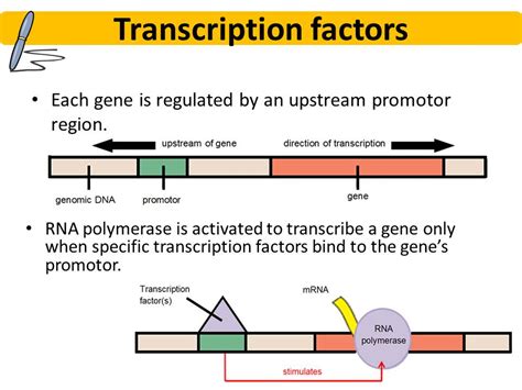 AQA A Level Biology The Control Of Gene Expression Reg Of Transcription Translation