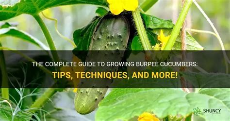 The Complete Guide To Growing Burpee Cucumbers Tips Techniques And