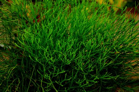 Pdf Psilotum Nudum L P Beauv Ajc Bose Indian Botanic Garden