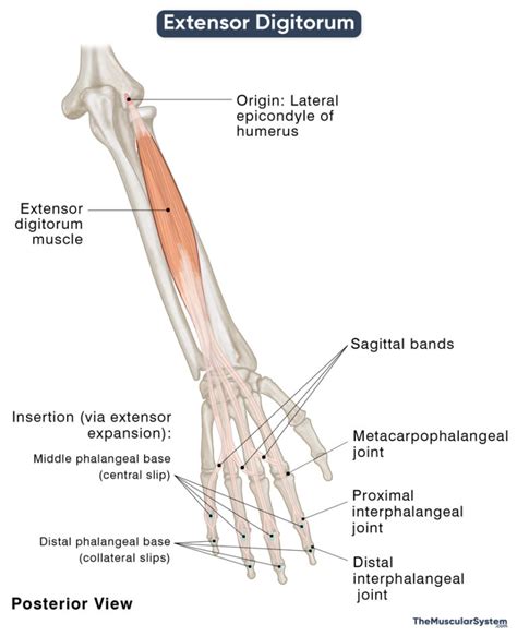 Extensor Digitorum Action Origin Insertion Diagram