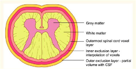 Graphical Representation Of Voxel Layers Analysed In The Outermost Download Scientific Diagram