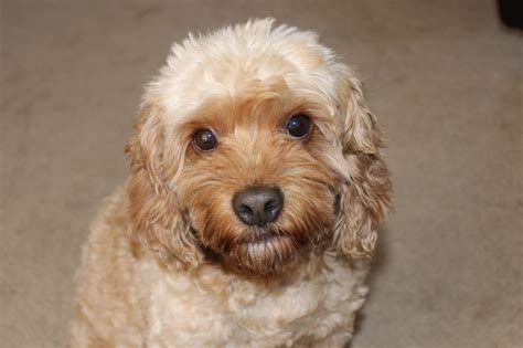 How To Groom A Cockapoos Face Part Ii