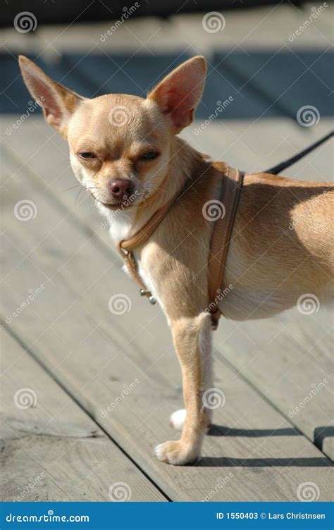 Small Dog Big Ears Picture Image 1550403