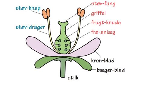 Træernes Blomster Skoven I Skolen