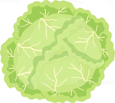 Cabbage Vegetable Illustration Clip Art 36906627 Png