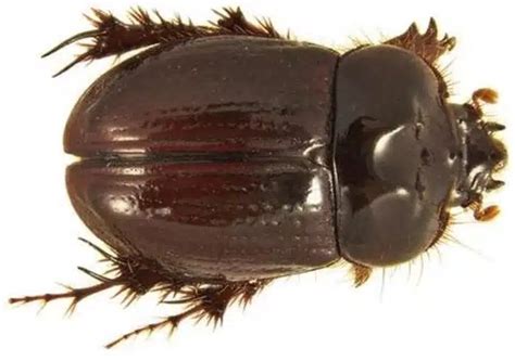 New Beetle Species Boasts Very Large Penis Unique Genitalia New