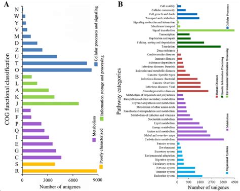 functional classifications and annotation of unigenes a cog