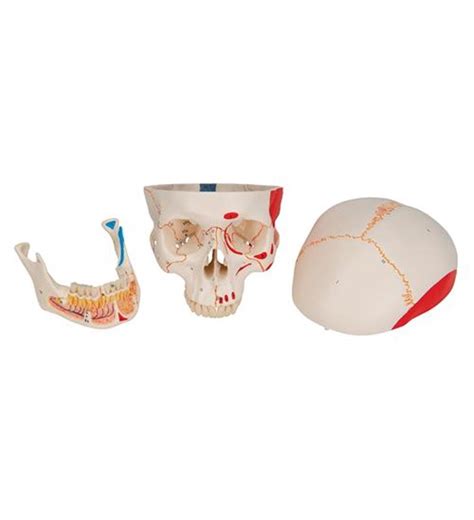 Model Clasic De Craniu Uman Pictat Cu Maxilar Inferior Deschis 3 Părți