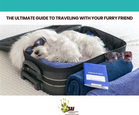 The Ultimate Guide to Traveling with Your Furry Friend | Southern Animal Foundation