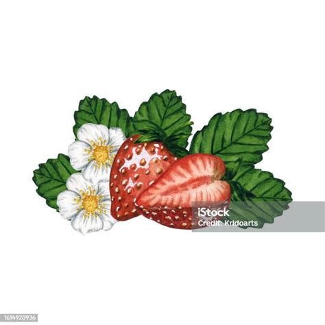 녹색 잎과 하얀 배경에 고립된 꽃이 있는 잘 익고 육즙이 많은 딸기 손으로 그린 수채화 베리 그림 배경 패턴 엽서 인사말 로고에 이상적입니다 꽃 식물에 대한 스톡 벡터 아트