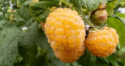Premium Photo Raspberry Yellow Raspberries On The Bush Ripe Raspberries