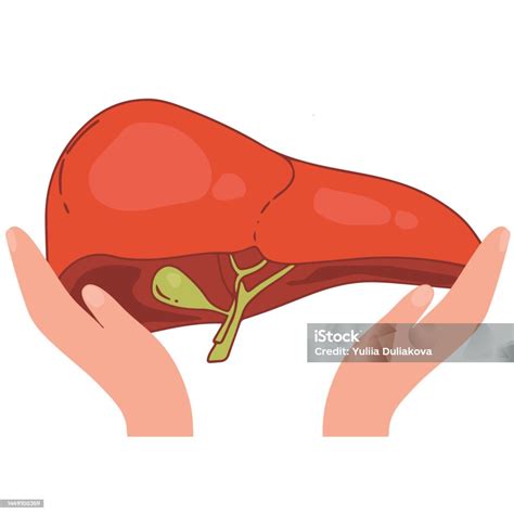 현실적인 간 해부학 구조 벡터 간 시스템 기관 소화 담낭 기관 의료 약물 약국 및 교육 설계를위한 인간 간 3차원 형태에 대한 스톡 벡터 아트 및 기타 이미지 Istock