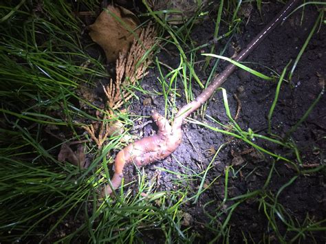 Life Cycle Of An Earthworm Earthworm Society Of Britain