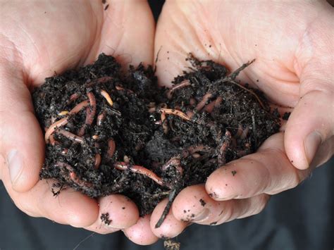 Regenwürmer Klein Aber Oho