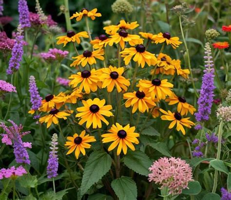 Rudbeckia Indian Summer Plant Brightening Your Garden In 2024