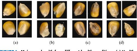 Figure 1 From Research On A Lightweight Method For Maize Seed Quality Detection Based On