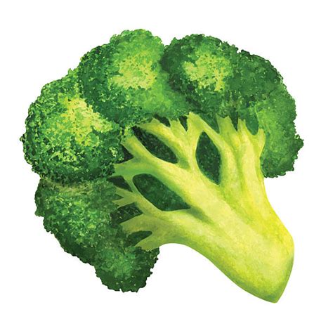 브로콜리 스톡 사진 및 일러스트 Istock