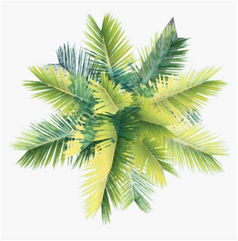 Palm Tree Plan Png Transparent Png Kindpng