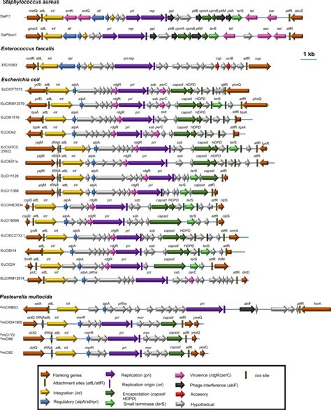 Phage Inducible Chromosomal Islands Are Ubiquitous Within The Bacterial