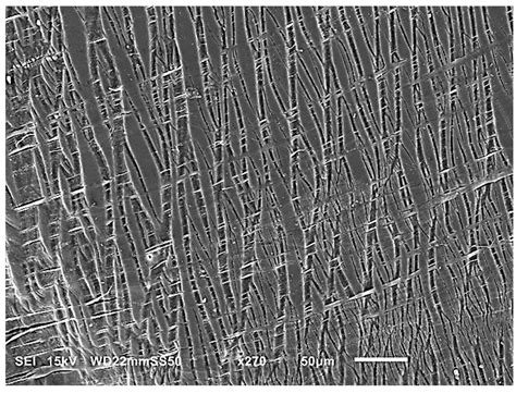Approaches To Control Crazing Deformation Of Pha Based Biopolymeric Blends