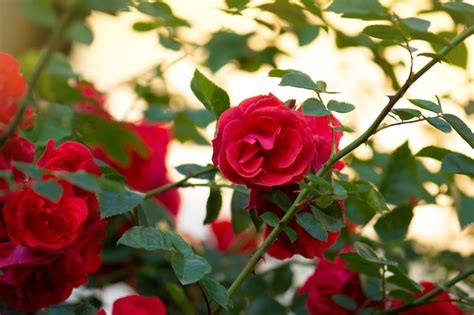 Rosa Roja Del Parque Que Florece En El Jardín De Rosas Foto Premium