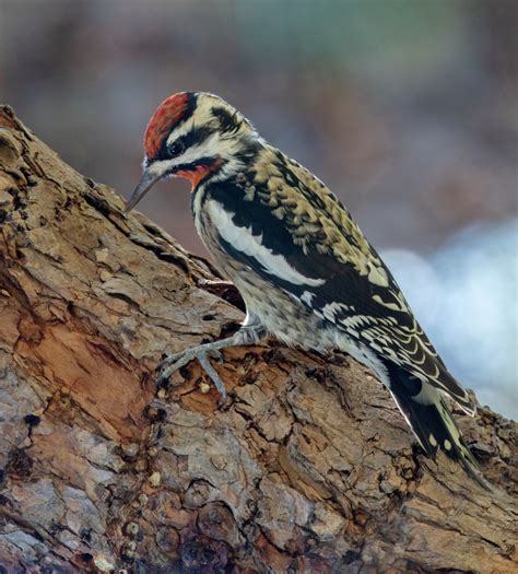 Photos Of Yellow Bellied Sapsucker At Holly Brough Blog