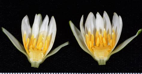 Nymphaea Thermarum Nymphaeaceae