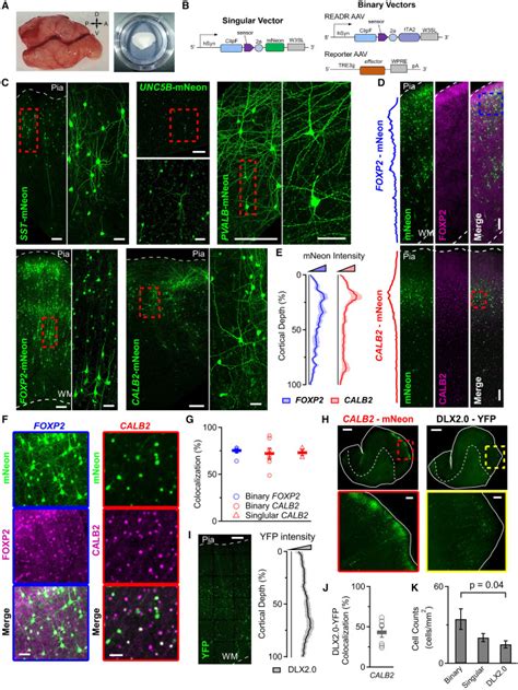 Rna Programmable Cell Type Monitoring And Manipulation In The Human Cortex With Cellreadr Cell