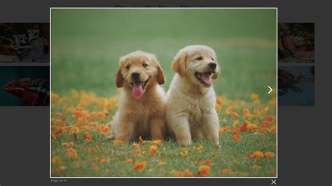 How To Create Image Gallery In Html Css And Javascript Lightbox