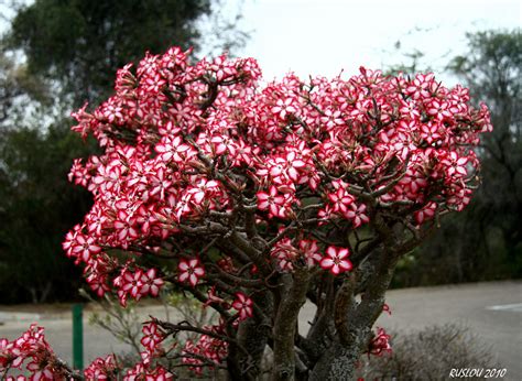 Adenium Multiflorum Care And Culture Travaldos Blog