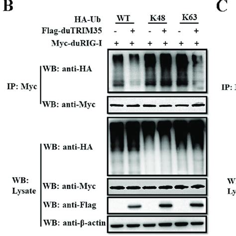 dutrim35 interfered with the k63 linked polyubiquitination of durig i
