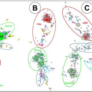 Minimum Spanning Tree MST Illustrating Evolutionary Relationships Download Scientific Diagram
