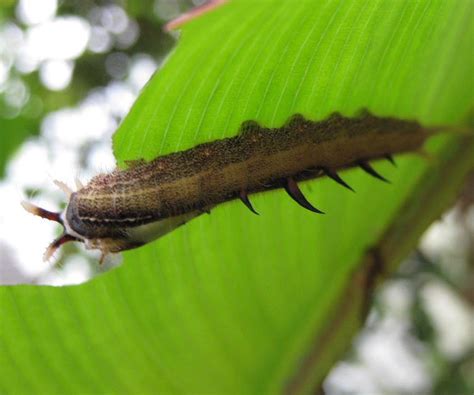 Owl Butterfly Caterpillars