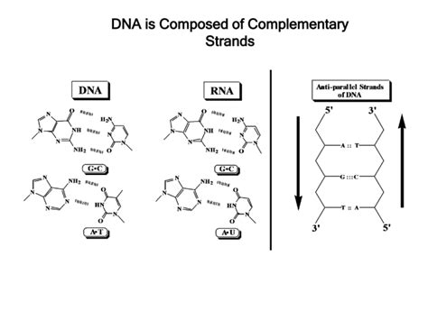 Dna Structure Complementary Strands And Topology