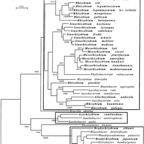 Pdf Taxonomy Of Rhizobia