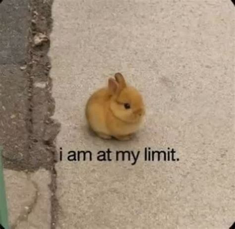 Silly Rabbit Memes