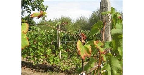 Започва прием на заявления за преструктуриране и конверсия на лозя