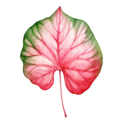 Fancy Leaf Caladium Tropical Leaf Illustration Watercolor Style
