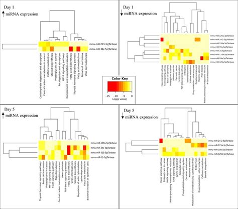 Analysis Of The Mirnas Expression Heatmap Of Kegg Pathways Referring