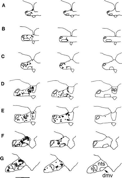 Typical Distribution Of Retrogradely Labeled Neurons Fos Positive Cell Download Scientific