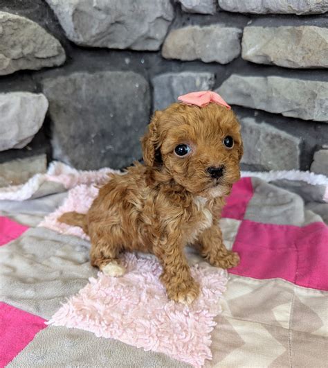 Grace Havapoo Puppy For Sale In Dundee Oh Lancaster Puppies